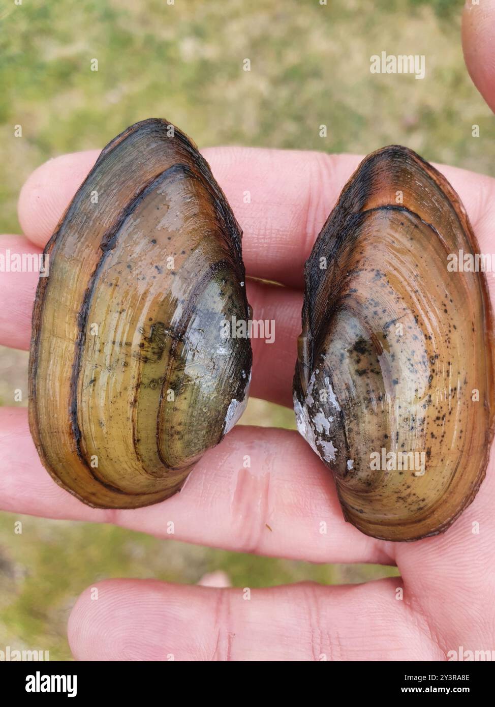 Swollen River-mussel (Unio tumidus) Mollusca Stock Photo - Alamy