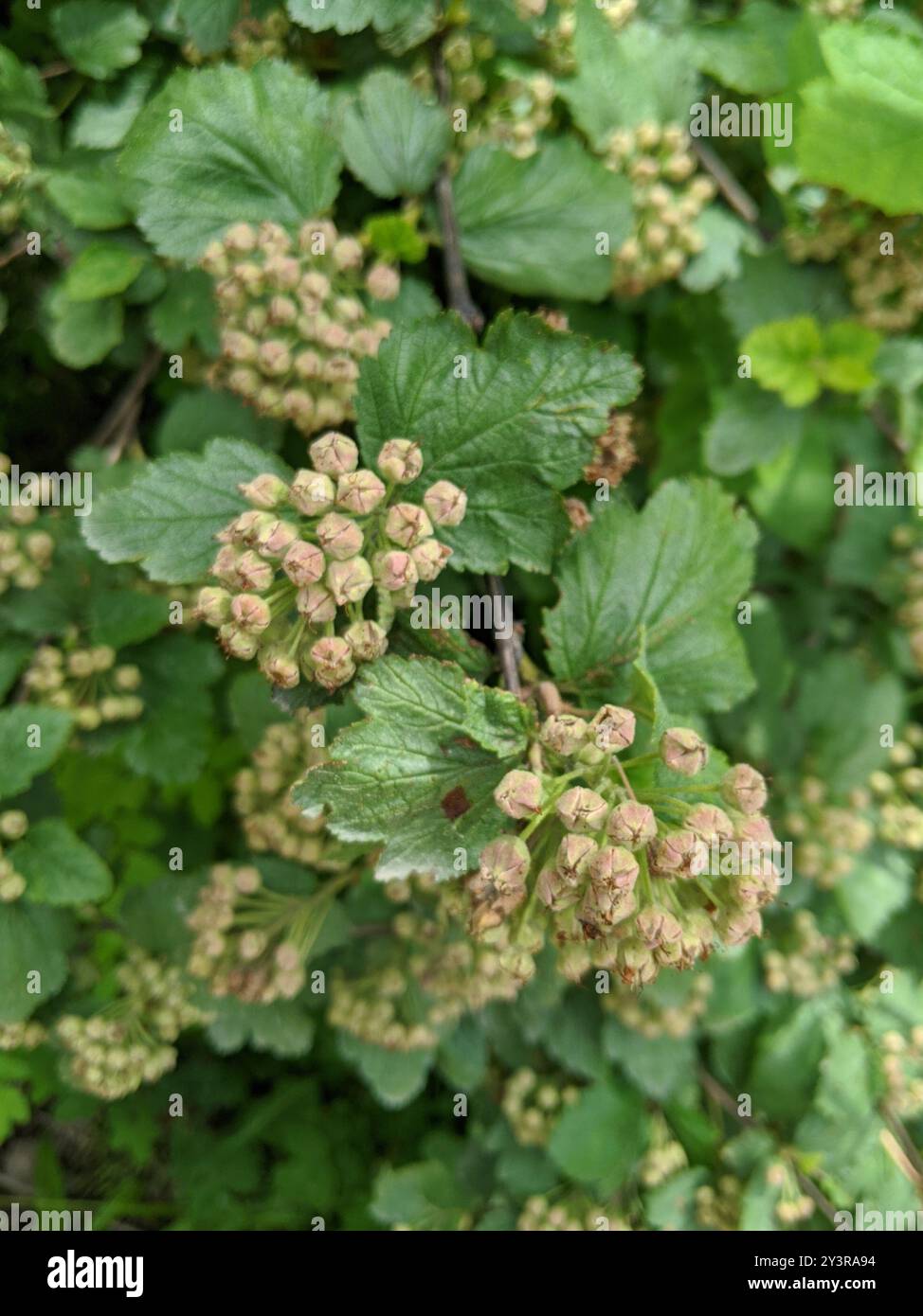 mallow-leaf ninebark (Physocarpus malvaceus) Plantae Stock Photo - Alamy