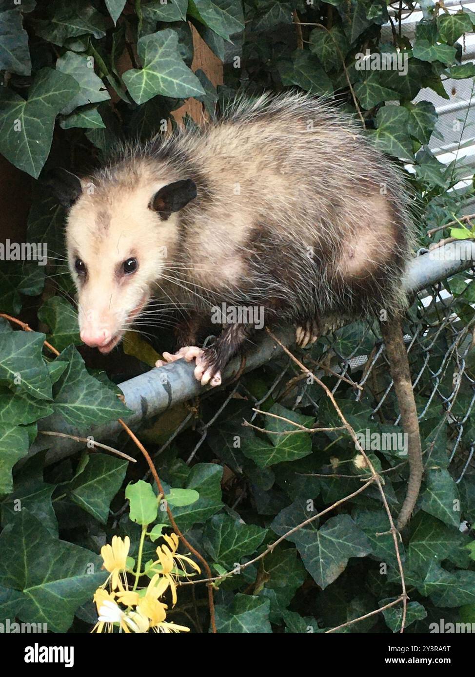 Virginia Opossum (Didelphis virginiana) Mammalia Stock Photo - Alamy