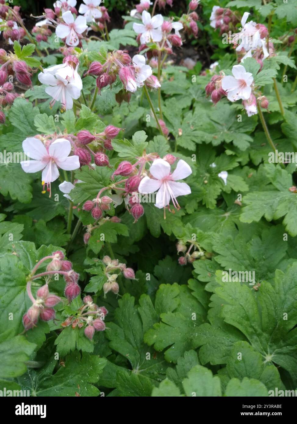 Rock Crane's-bill (Geranium macrorrhizum) Plantae Stock Photo - Alamy