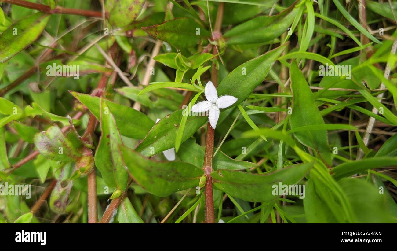 buttonweed (Diodia virginiana) Plantae Stock Photo - Alamy