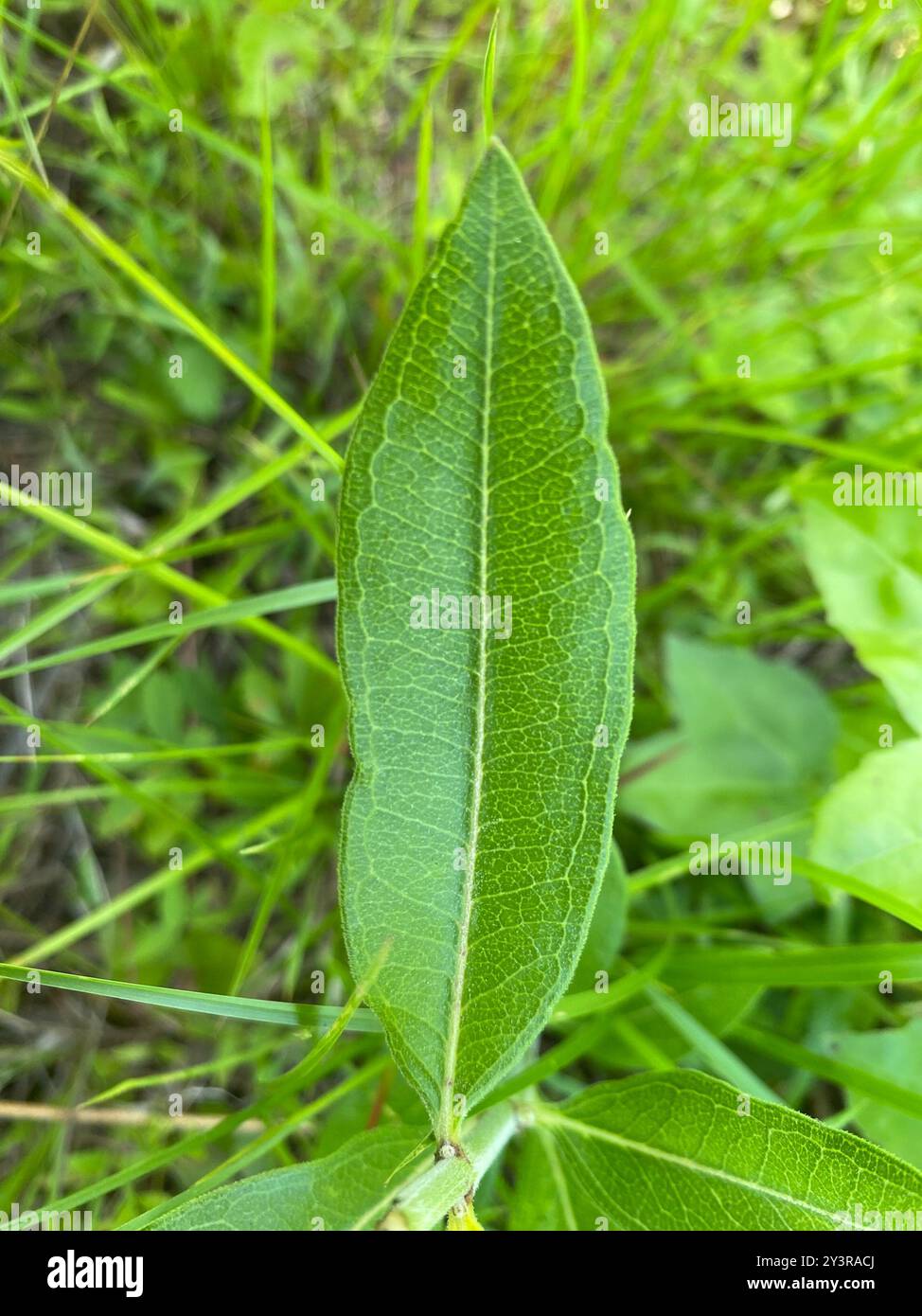 green comet milkweed (Asclepias viridiflora) Plantae Stock Photo - Alamy