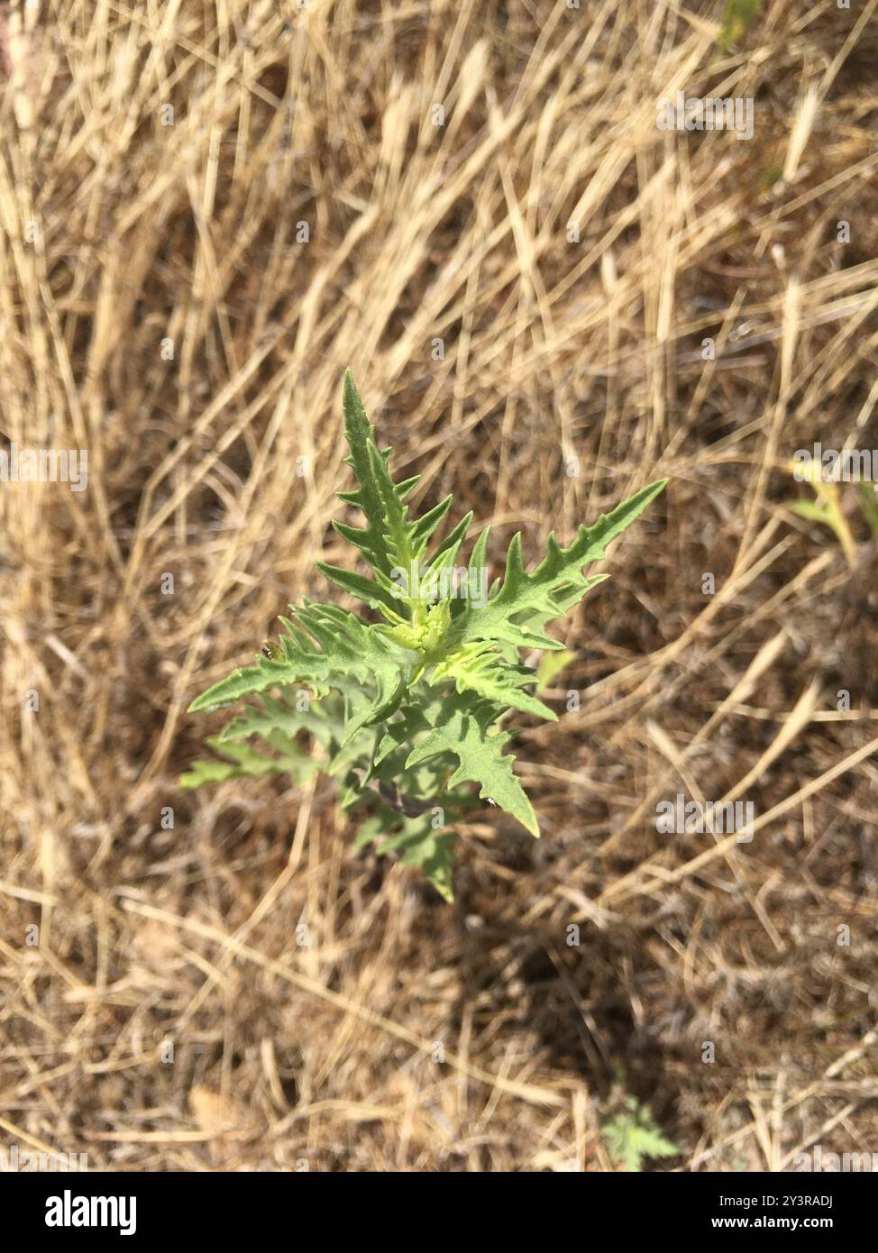 western ragweed (Ambrosia psilostachya) Plantae Stock Photo - Alamy