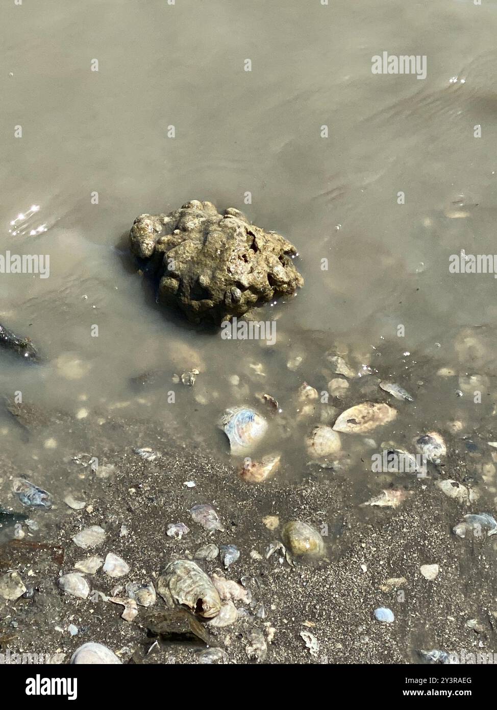 Bivalves (Bivalvia) Mollusca Stock Photo - Alamy