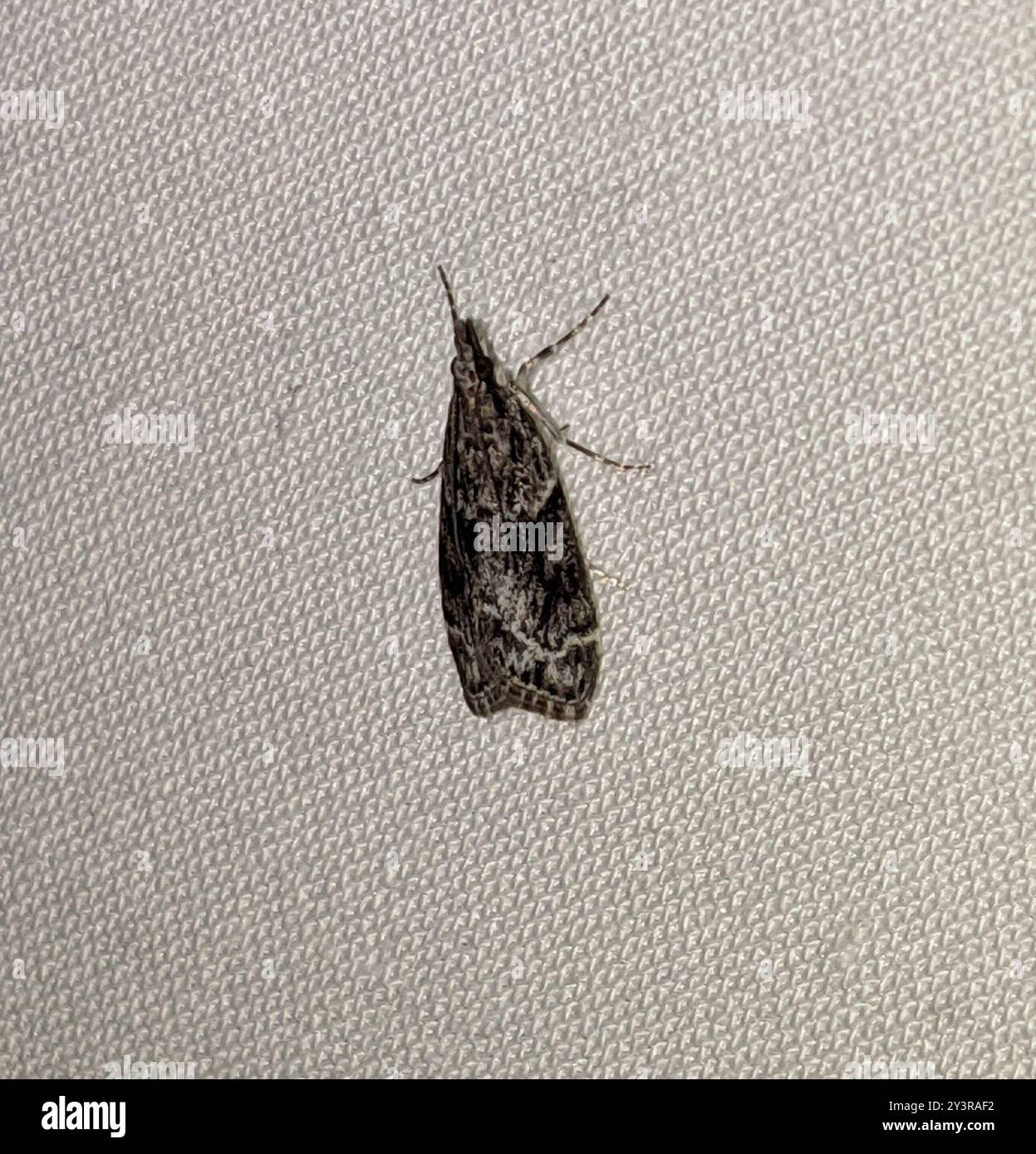 Double-striped Scoparia Moth (Scoparia biplagialis) Insecta Stock Photo ...