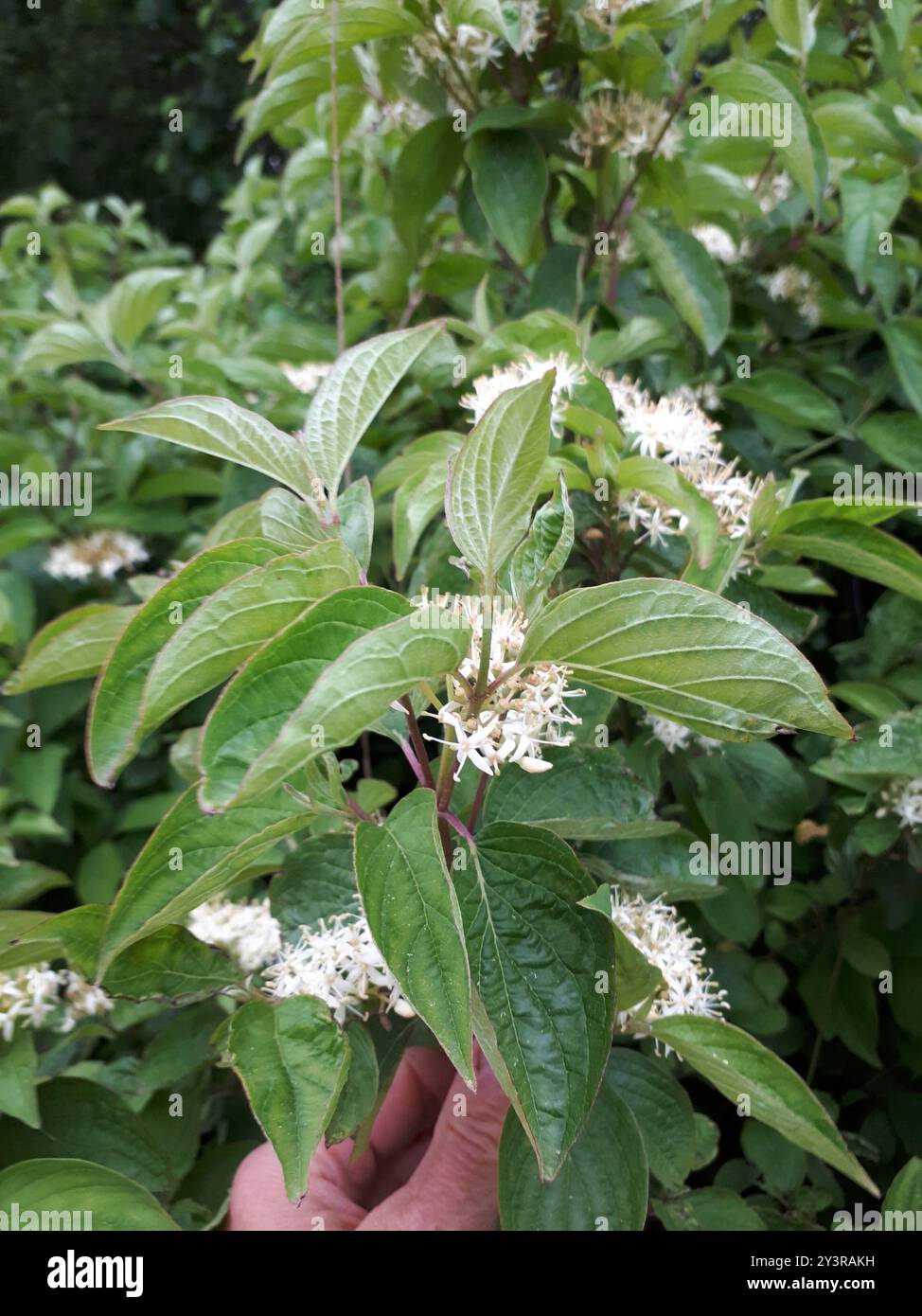 common dogwood (Cornus sanguinea) Plantae Stock Photo - Alamy