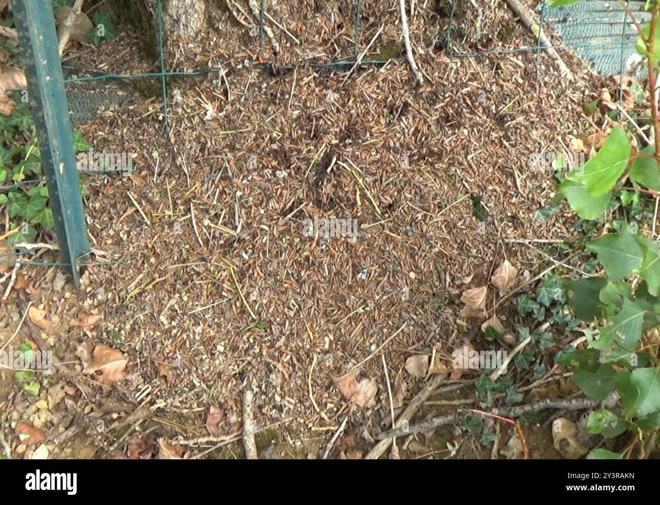 Wood, Mound, and Field Ants (Formica) Insecta Stock Photo - Alamy