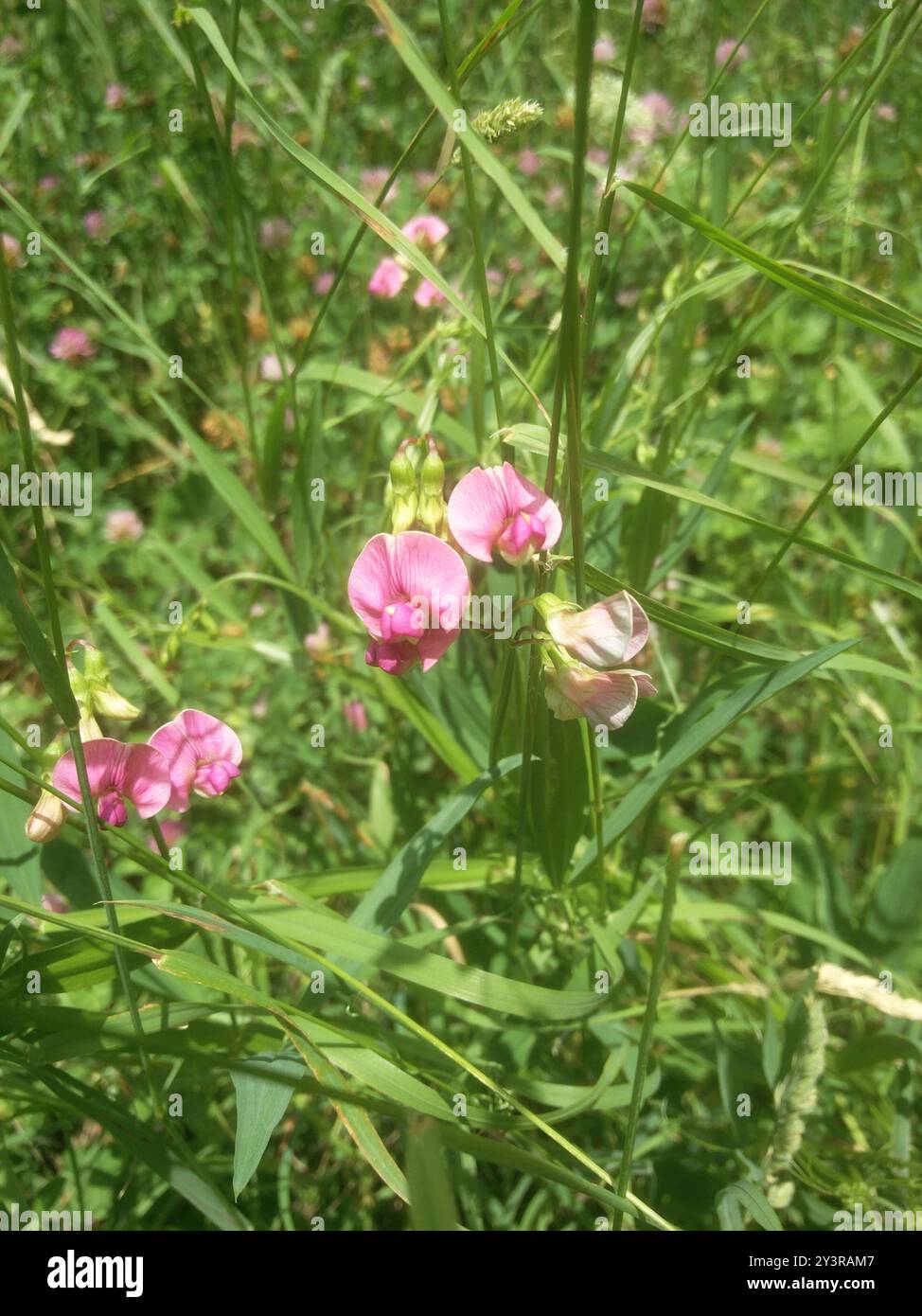Narrow-leaved Everlasting-pea (Lathyrus sylvestris) Plantae Stock Photo ...