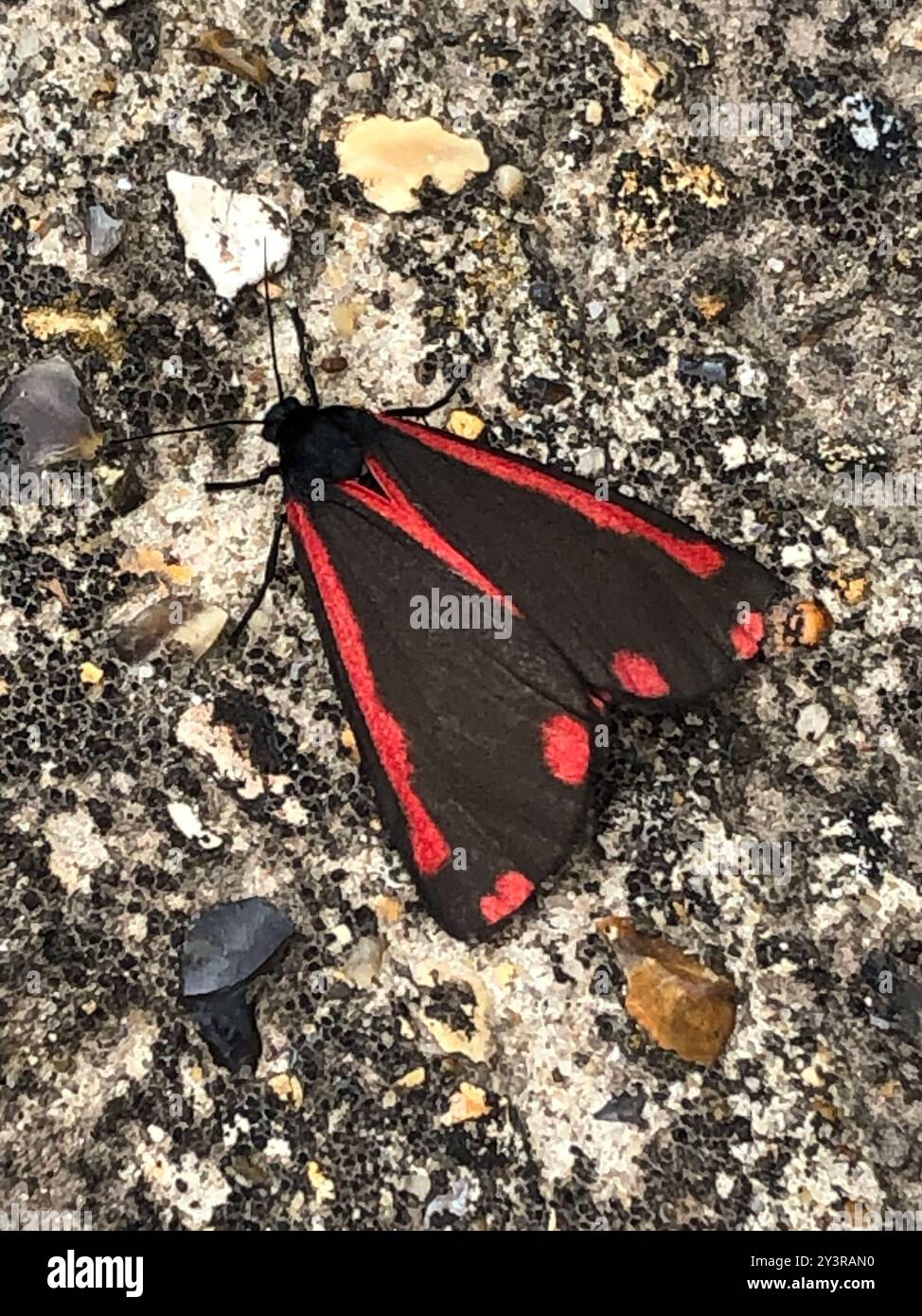 Cinnabar moth (Tyria jacobaeae) Insecta Stock Photo - Alamy