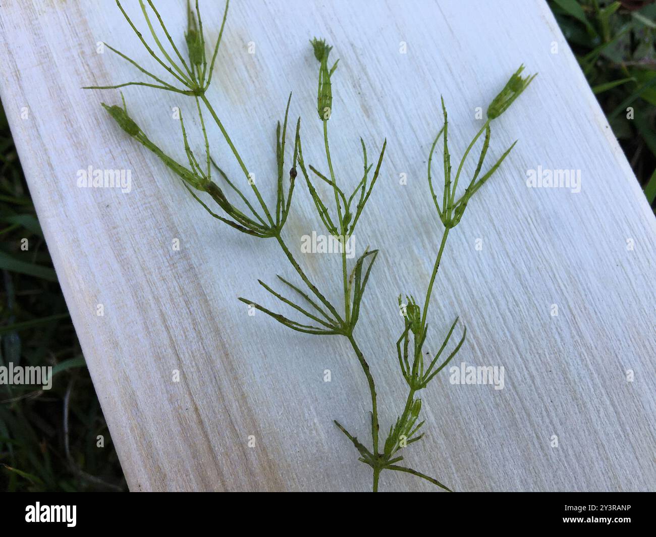 delicate stonewort (Chara virgata) Plantae Stock Photo - Alamy