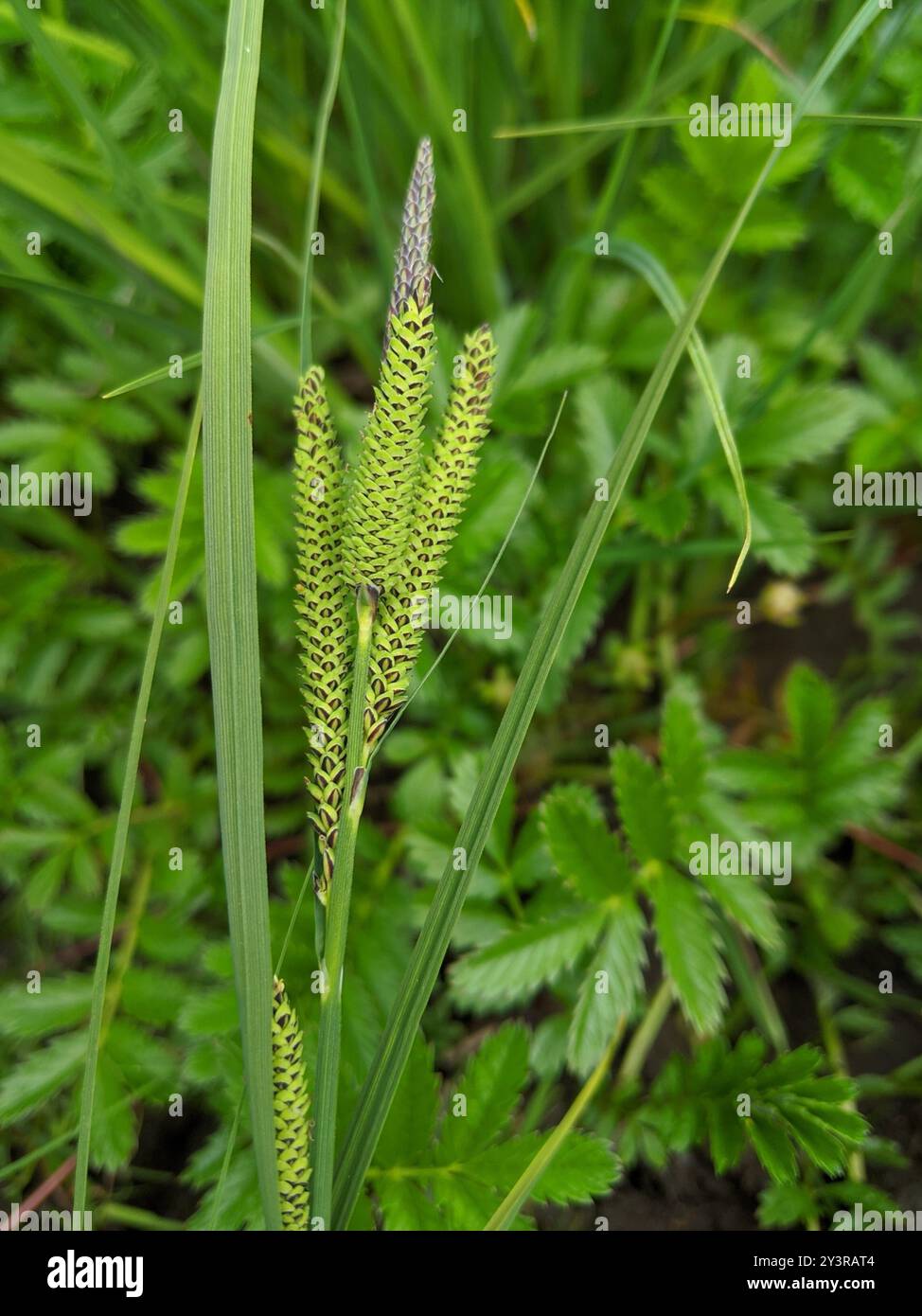 water sedge (Carex aquatilis) Plantae Stock Photo - Alamy