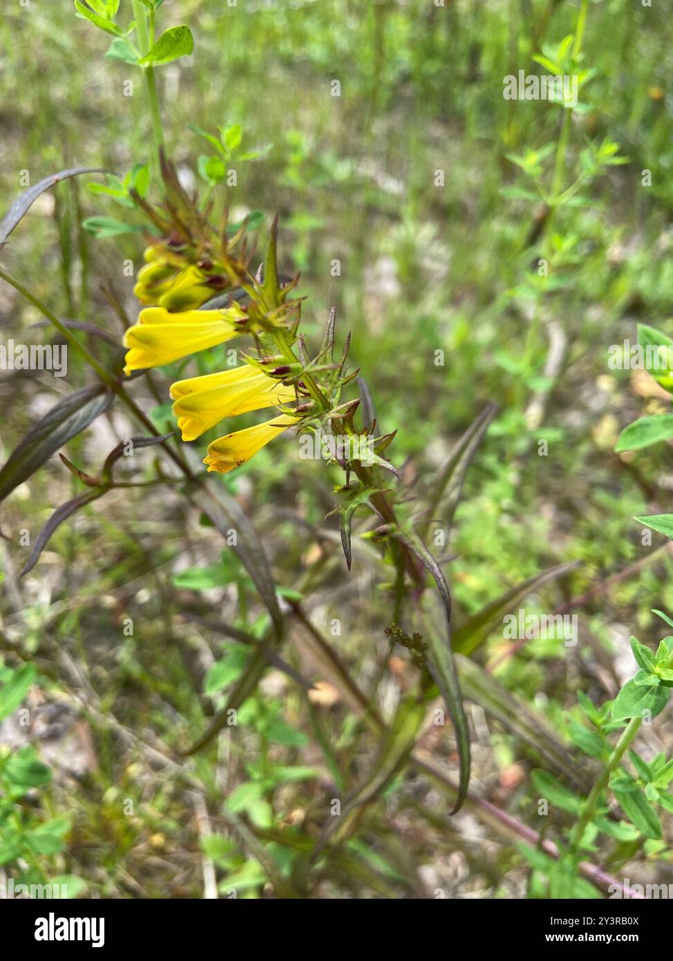 Common Cow-wheat (Melampyrum pratense) Plantae Stock Photo - Alamy