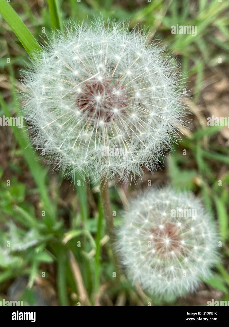 red-seeded dandelion (Taraxacum erythrospermum) Plantae Stock Photo - Alamy