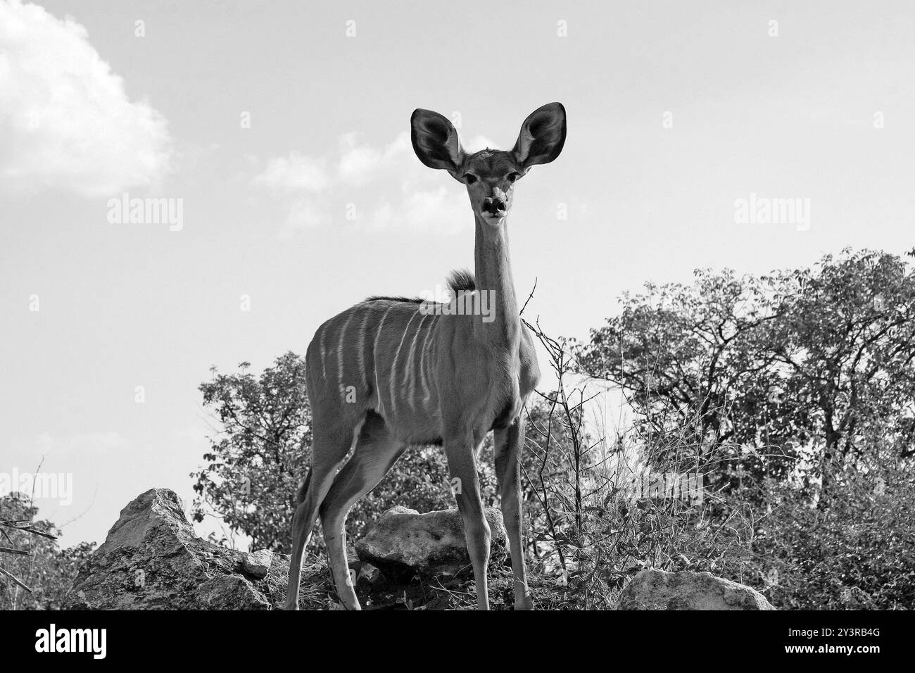 Group of young deer Black and White Stock Photos & Images - Alamy