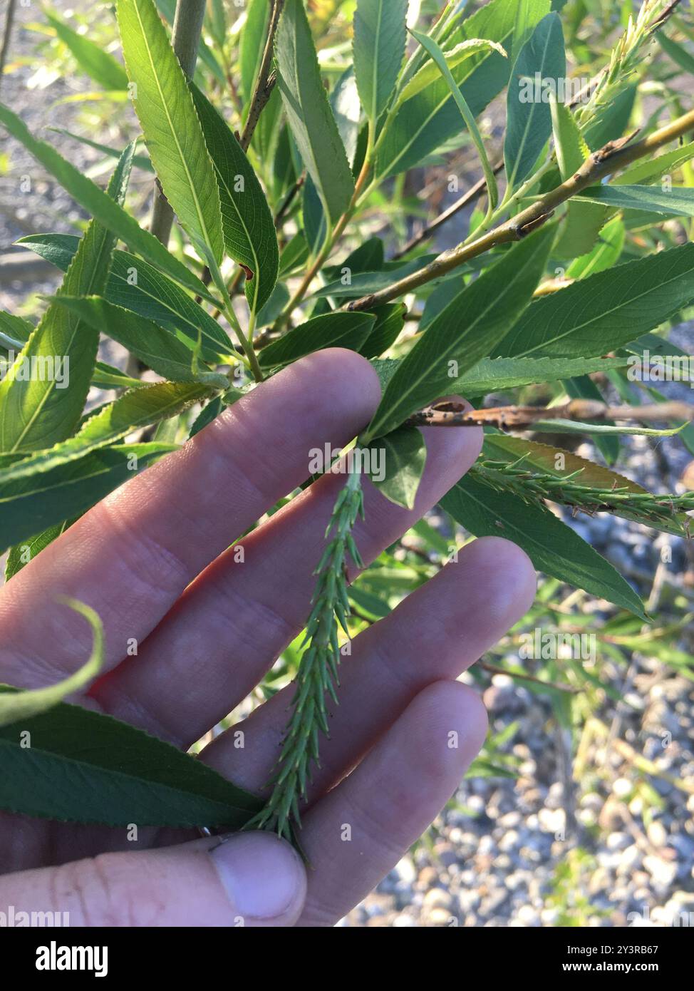 interior sandbar willow (Salix interior) Plantae Stock Photo - Alamy