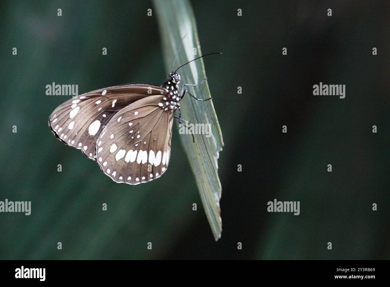 Common Crow Butterfly (Euploea core) Insecta Stock Photo - Alamy