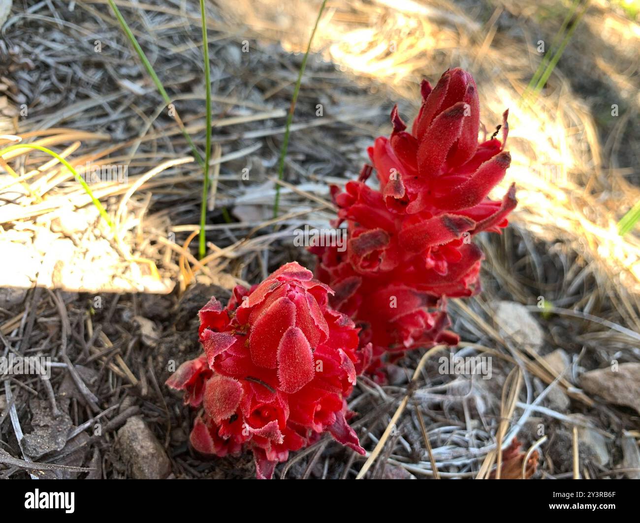 Snowplant (Sarcodes sanguinea) Plantae Stock Photo - Alamy