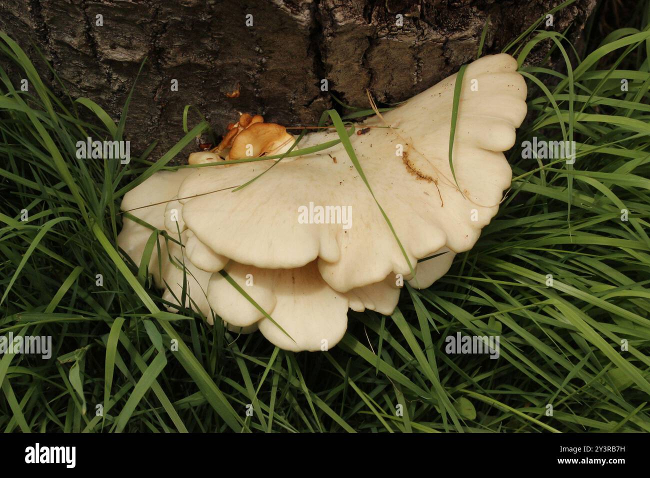 aspen oyster mushroom (Pleurotus populinus) Fungi Stock Photo - Alamy