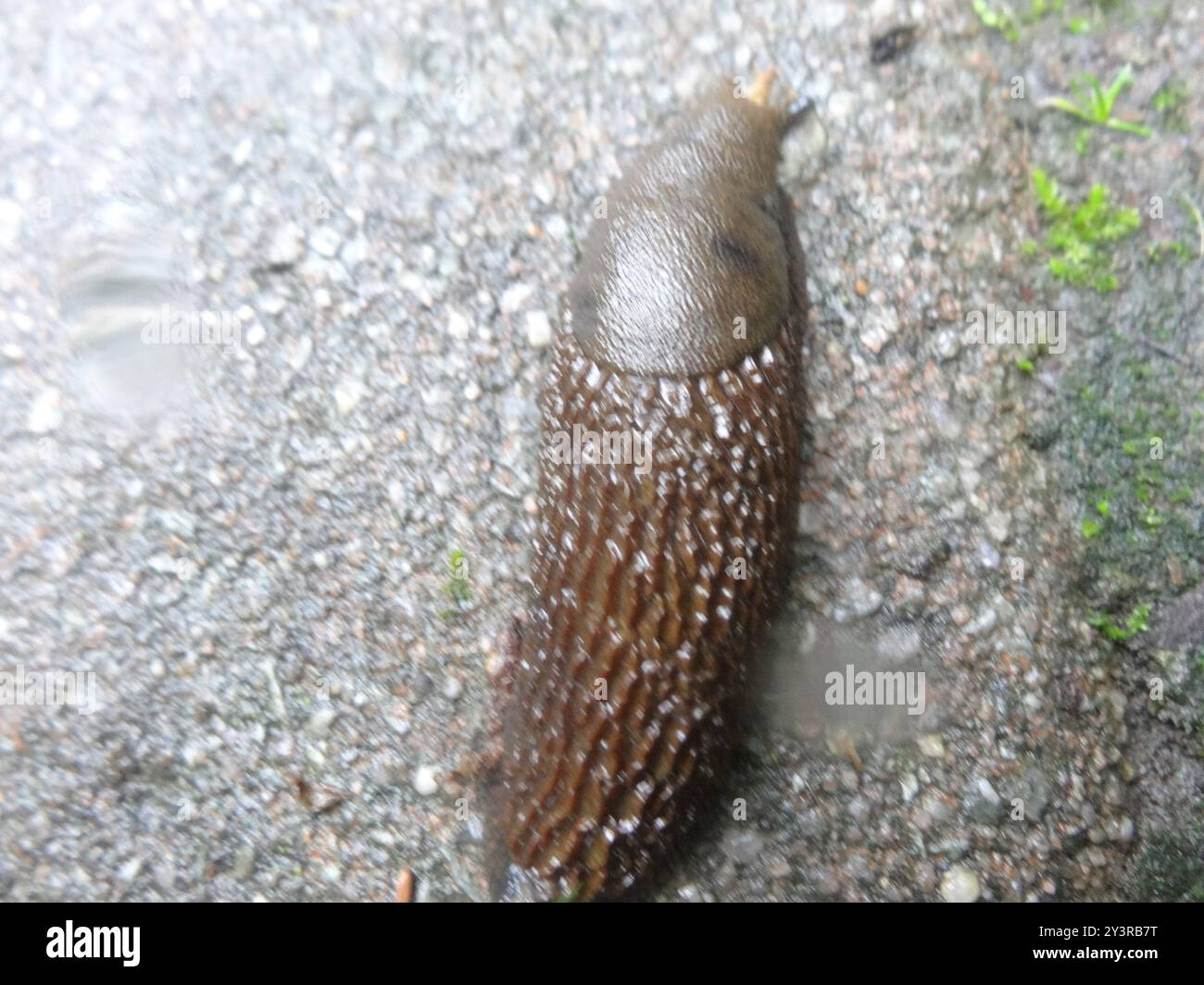 Arion Slugs (Arion) Mollusca Stock Photo - Alamy