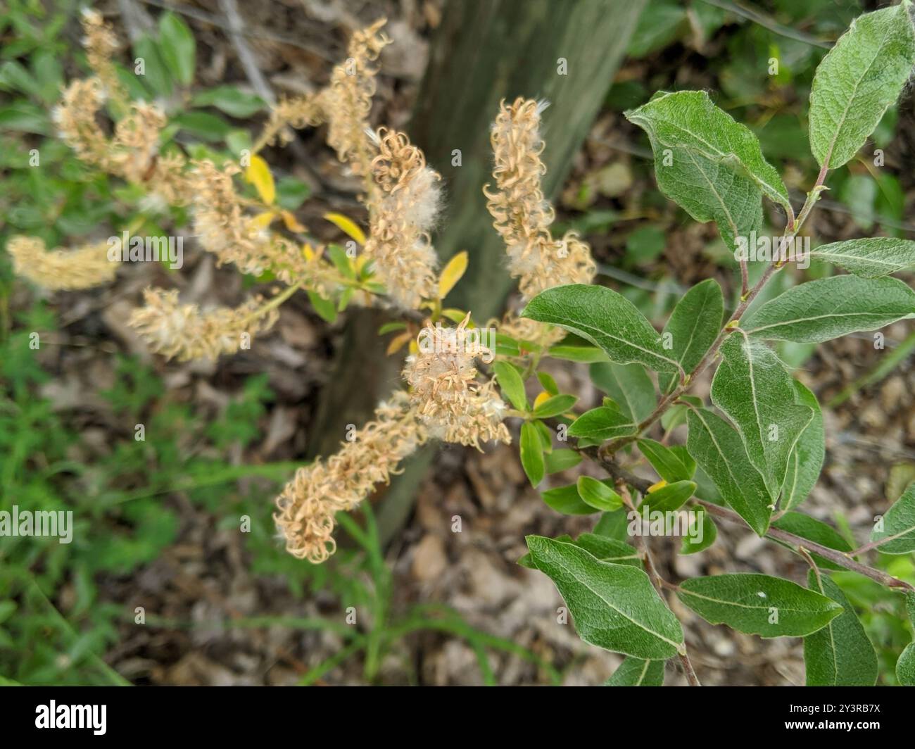 bebb's willow (Salix bebbiana) Plantae Stock Photo - Alamy