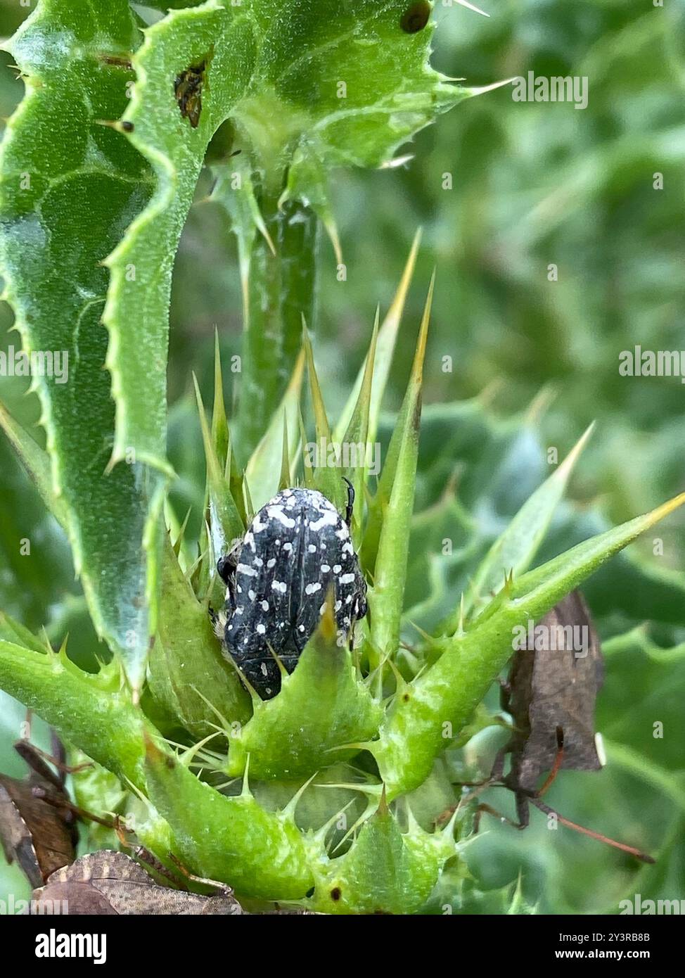 Mediterranean Spotted Chafer (Oxythyrea funesta) Insecta Stock Photo ...