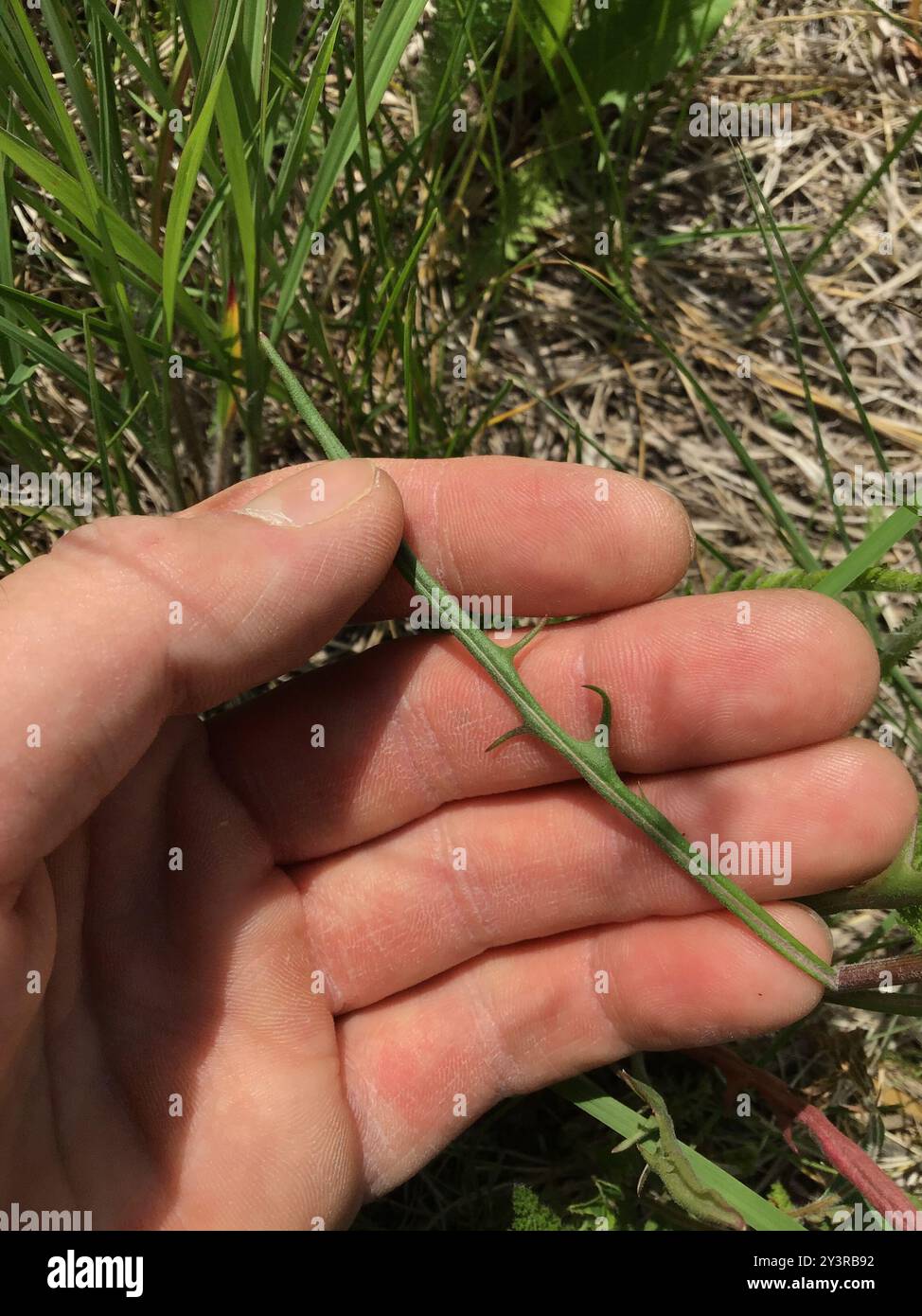 narrow-leaved hawksbeard (Crepis tectorum) Plantae Stock Photo - Alamy