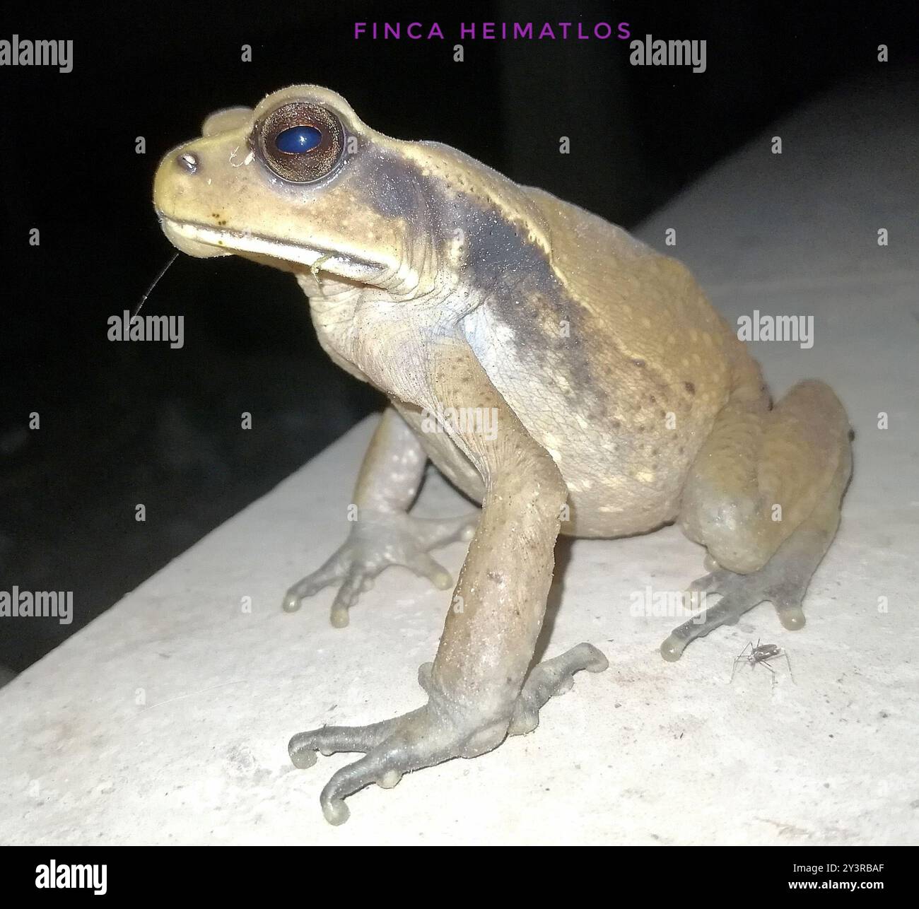 Ecuadorian Forest Toad (Rhaebo ecuadorensis) Amphibia Stock Photo - Alamy