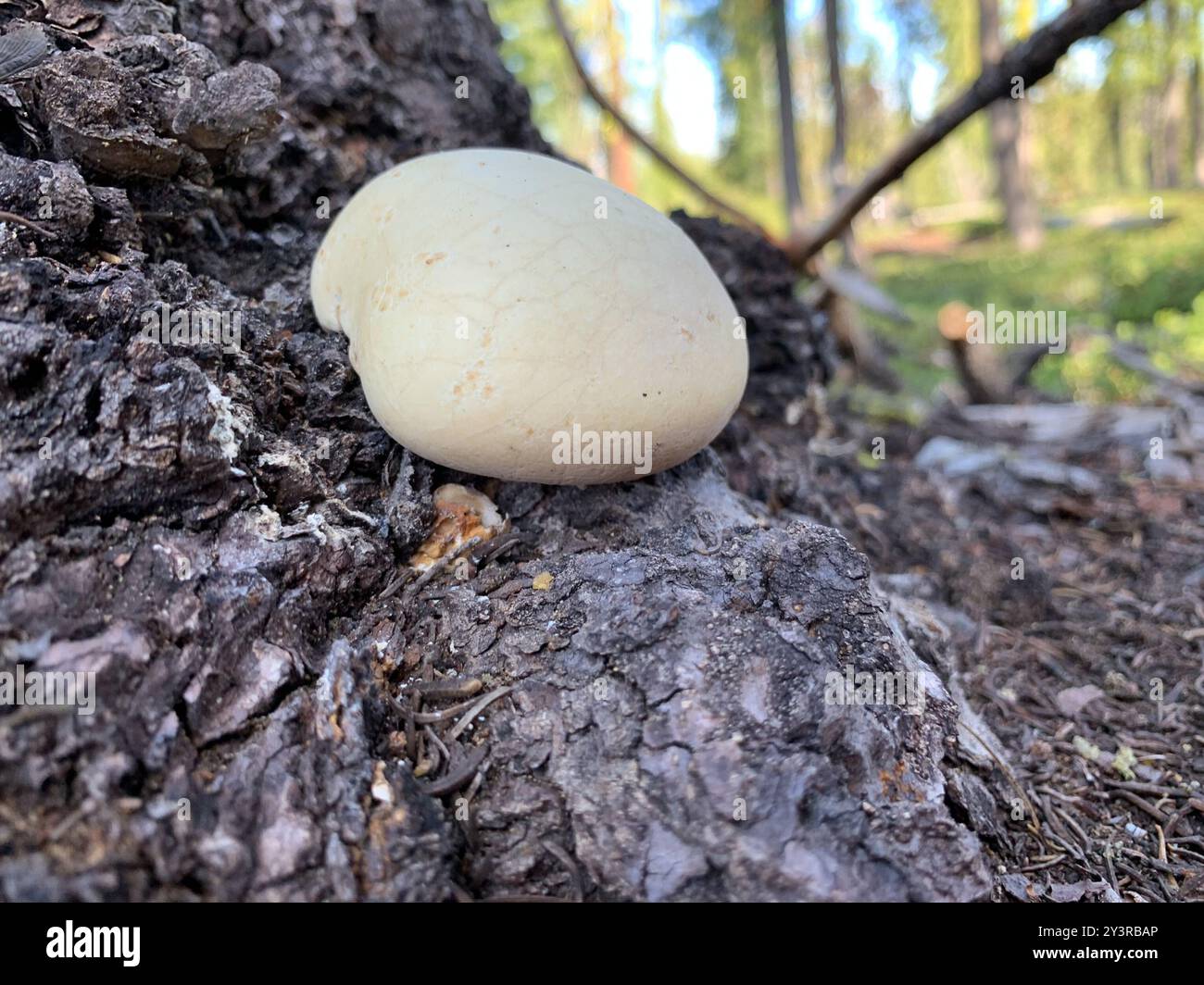 Veiled Polypore (Cryptoporus volvatus) Fungi Stock Photo - Alamy
