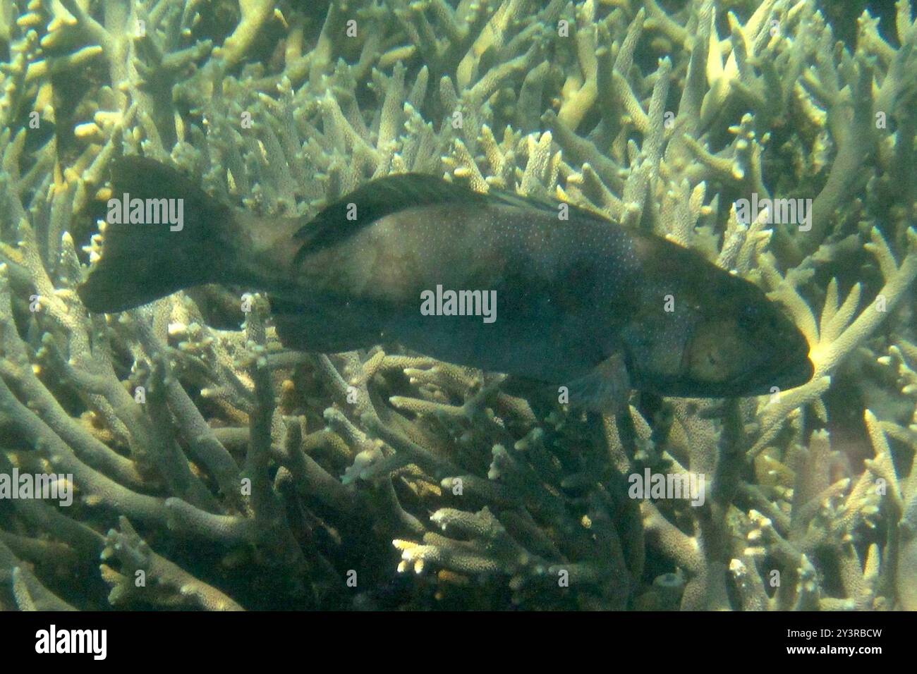 Leopard Coralgrouper (Plectropomus leopardus) Actinopterygii Stock ...