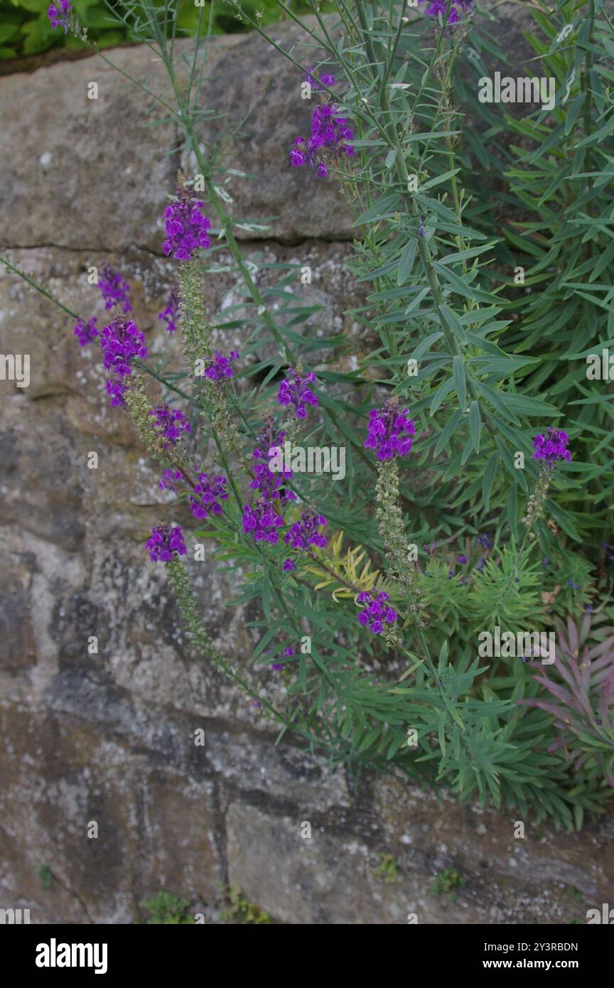 Purple Toadflax (Linaria purpurea) Plantae Stock Photo - Alamy
