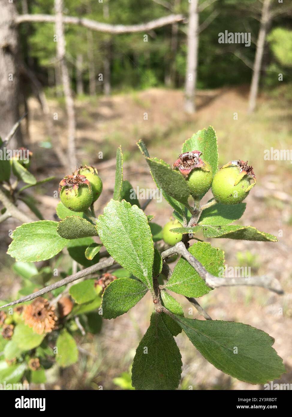 One-flowered Hawthorn (Crataegus uniflora) Plantae Stock Photo - Alamy
