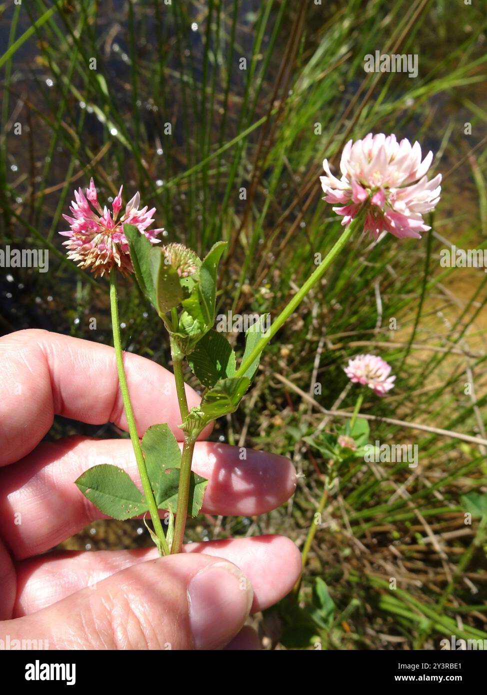 Alsike clover (Trifolium hybridum) Plantae Stock Photo - Alamy
