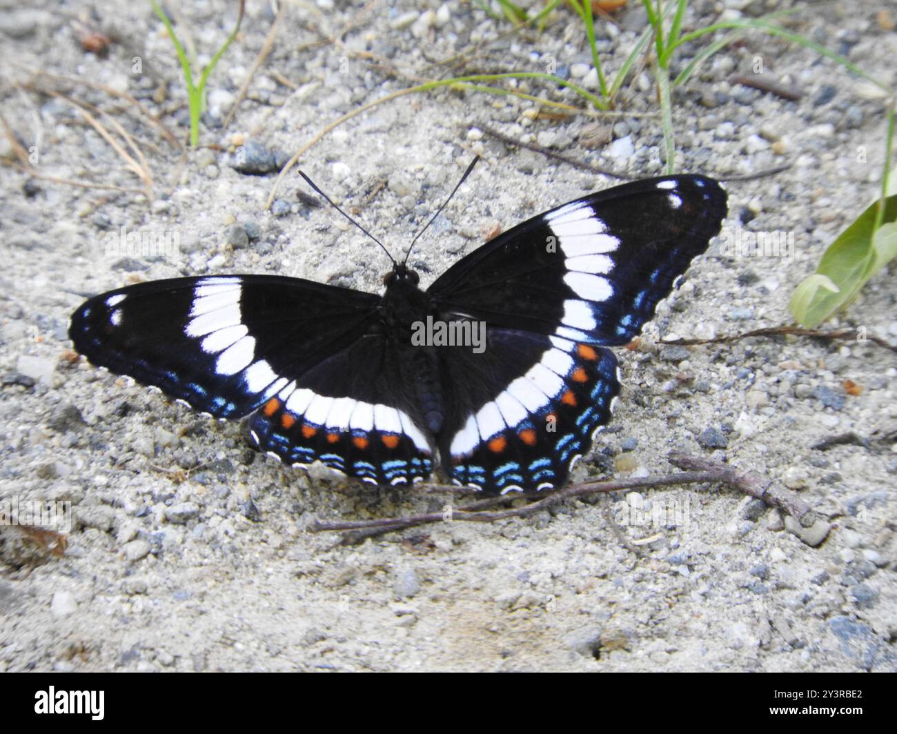 American White Admiral (Limenitis arthemis arthemis) Insecta Stock ...