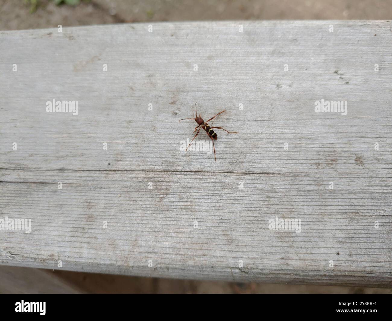 Red-headed Ash Borer (Neoclytus acuminatus) Insecta Stock Photo - Alamy