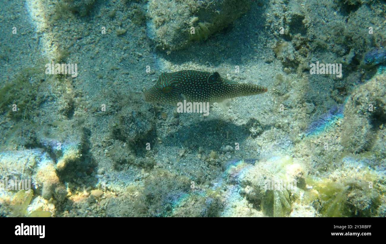 Peter's Toby (Canthigaster petersii) Actinopterygii Stock Photo - Alamy