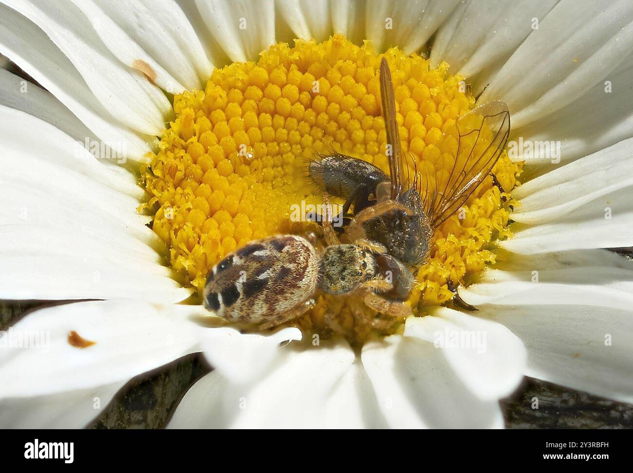 Cluster Flies (Pollenia) Insecta Stock Photo - Alamy