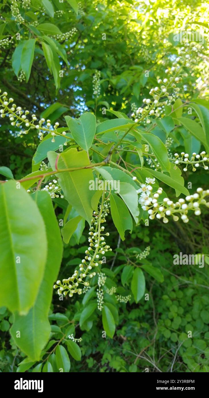 Bird Cherries (Padus) Plantae Stock Photo - Alamy