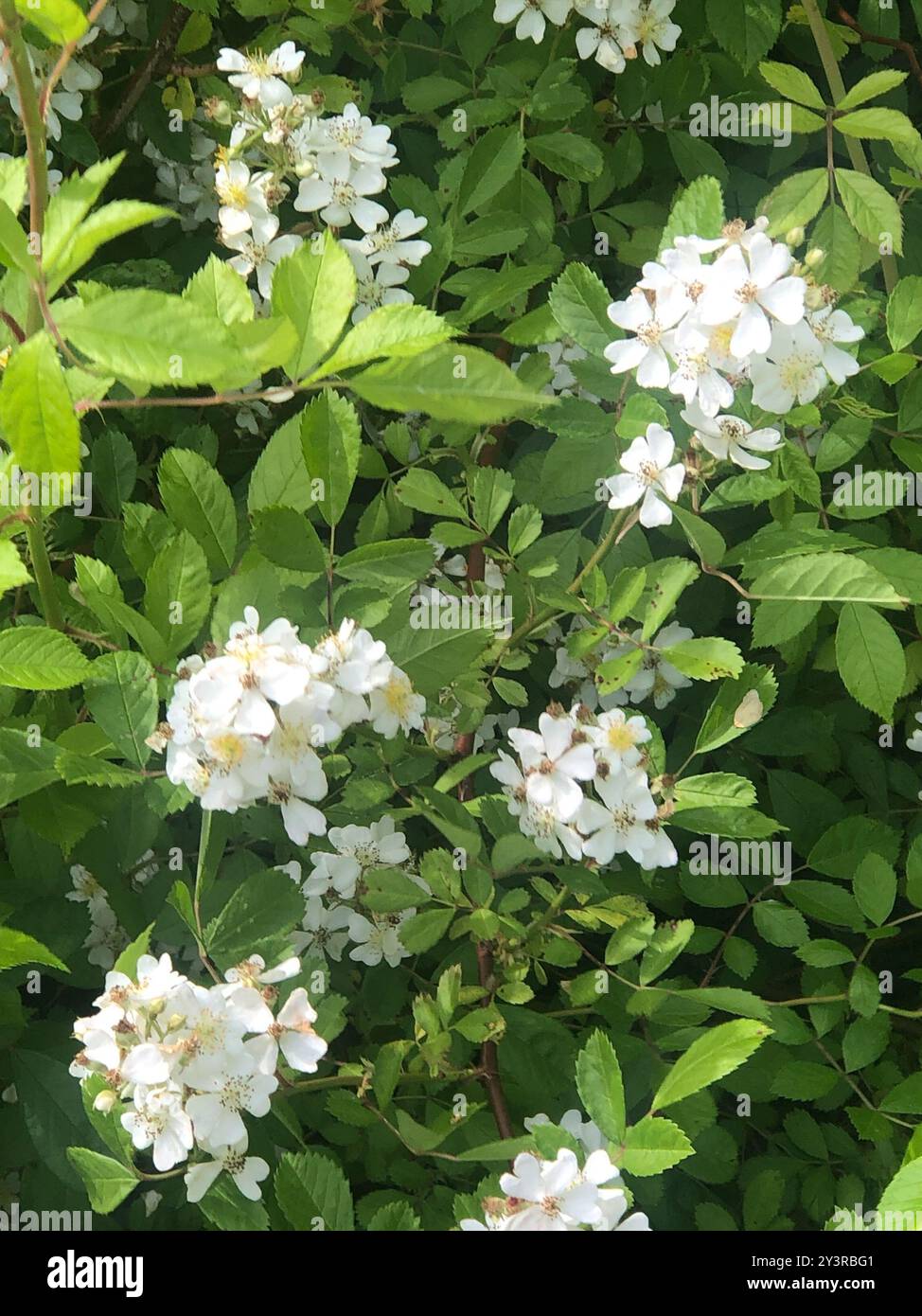 multiflora rose (Rosa multiflora) Plantae Stock Photo - Alamy