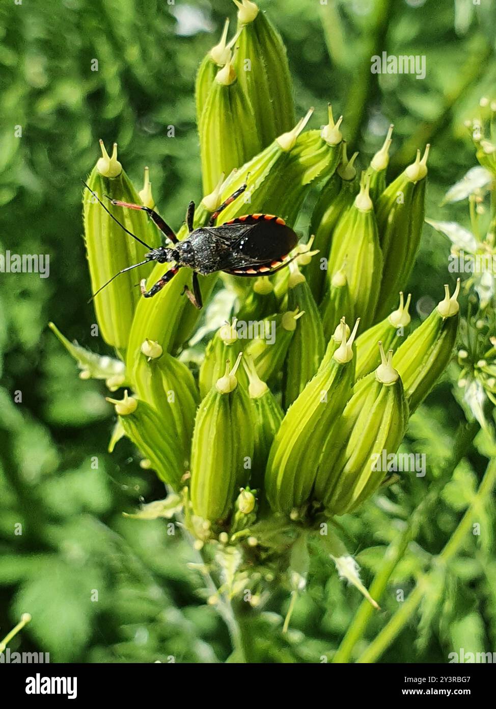 Rhynocoris annulatus hi-res stock photography and images - Alamy