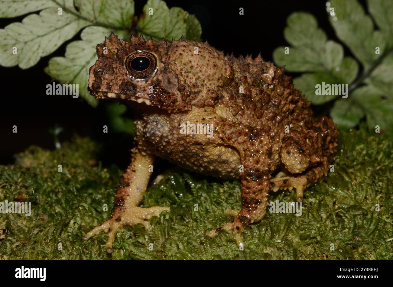 Fernando Po toad (Sclerophrys tuberosa) Amphibia Stock Photo - Alamy