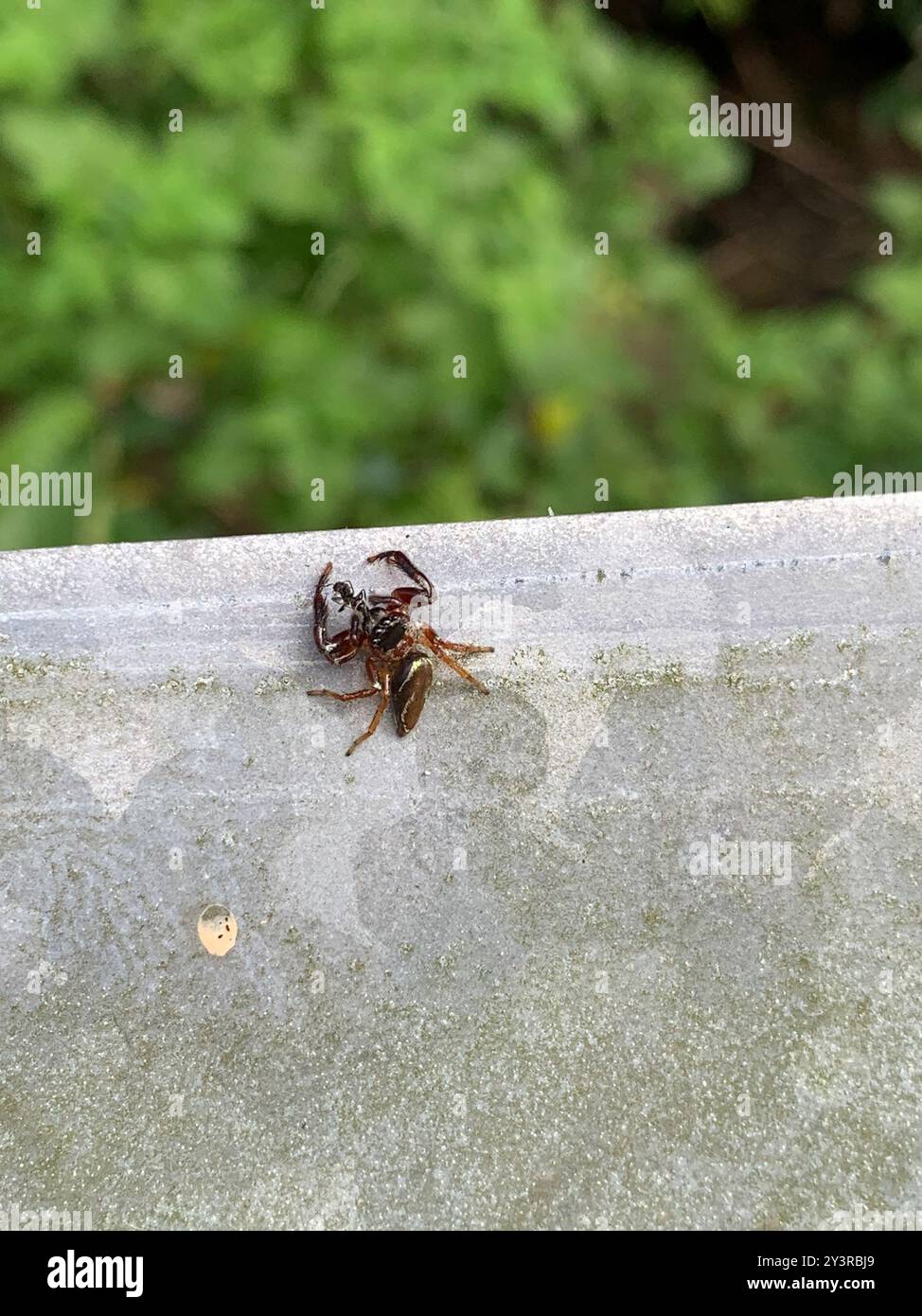 Fighting Spider (Thiania suboppressa) Arachnida Stock Photo - Alamy