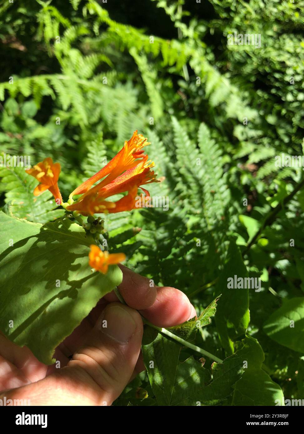 orange honeysuckle (Lonicera ciliosa) Plantae Stock Photo - Alamy