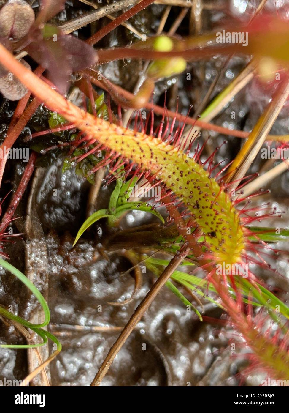 Great Sundew (Drosera anglica) Plantae Stock Photo - Alamy