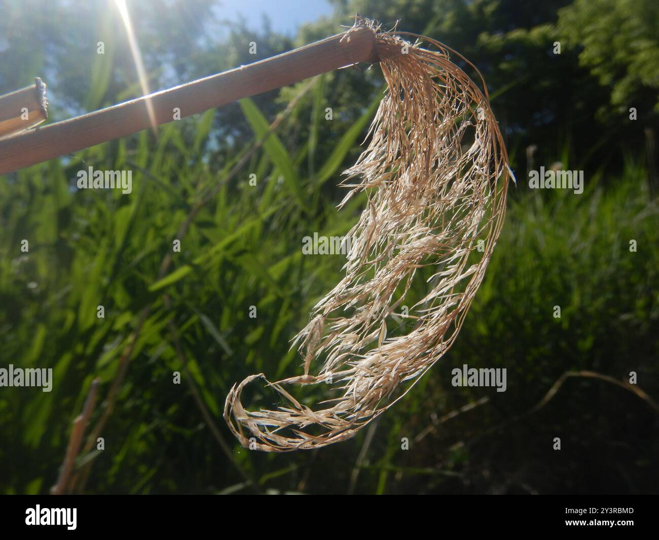 American common reed (Phragmites australis americanus) Plantae Stock ...
