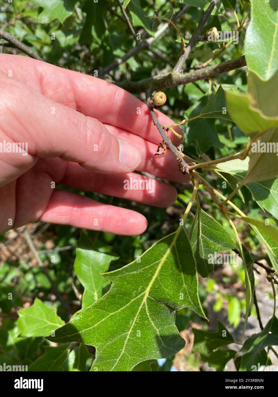 bear oak (Quercus ilicifolia) Plantae Stock Photo - Alamy