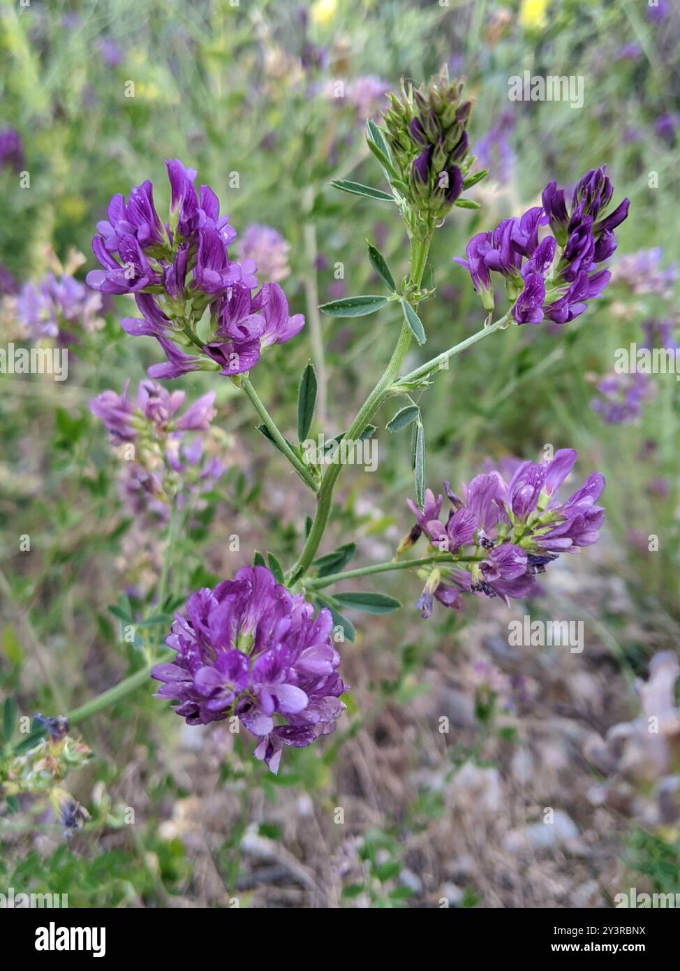 Alfalfa (Medicago sativa) Plantae Stock Photo - Alamy
