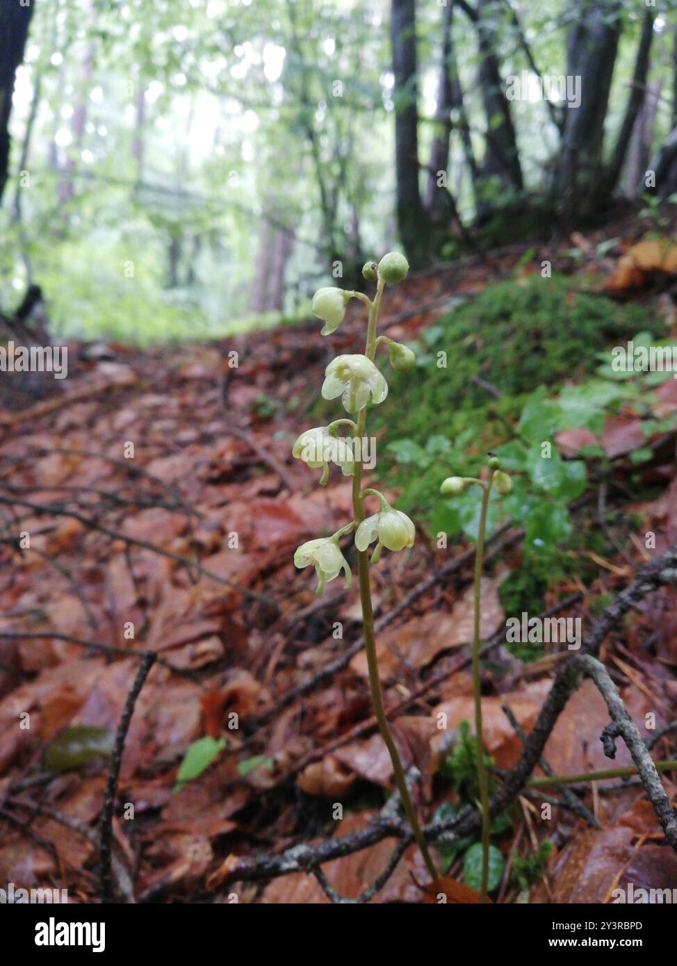 green-flowered wintergreen (Pyrola chlorantha) Plantae Stock Photo - Alamy