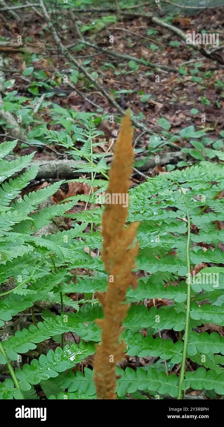 cinnamon fern (Osmundastrum cinnamomeum) Plantae Stock Photo - Alamy