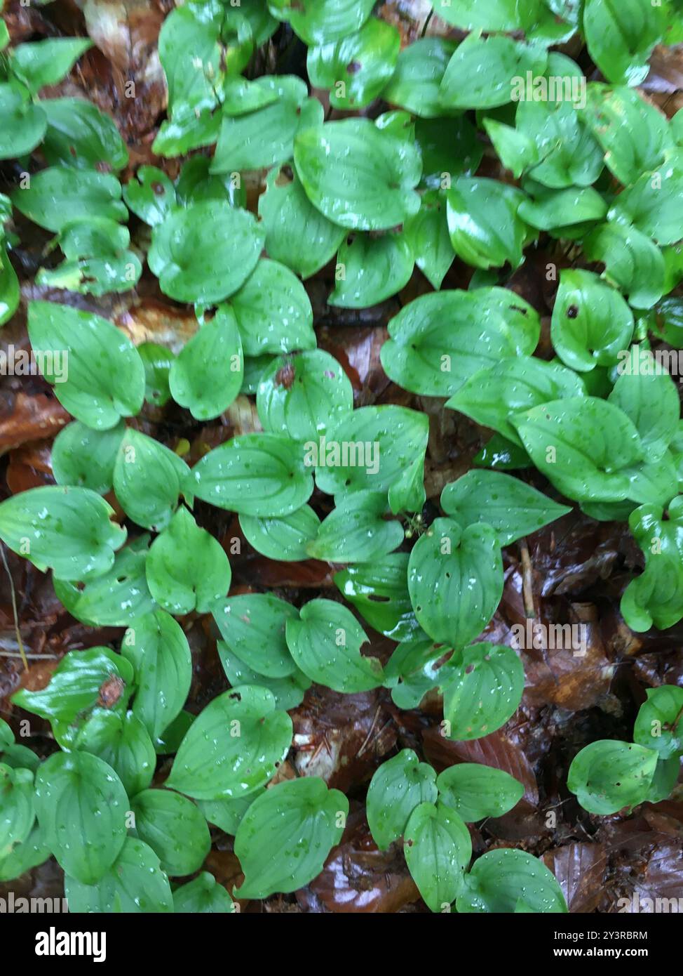 May Lily (Maianthemum bifolium) Plantae Stock Photo - Alamy
