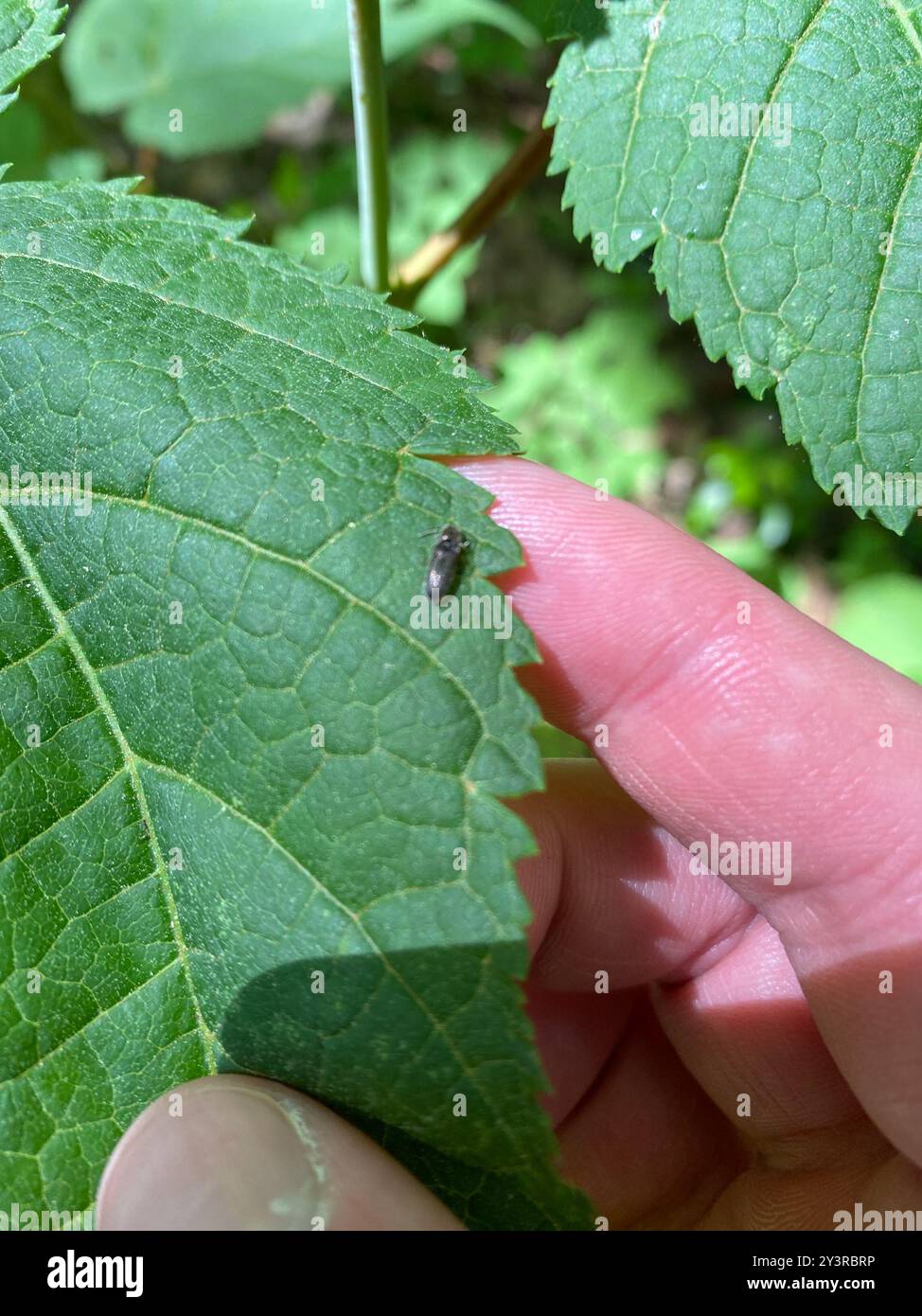 Click Beetles (Elateridae) Insecta Stock Photo - Alamy